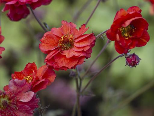 pepinieres Chombart - vivaces-en-conteneurs.com